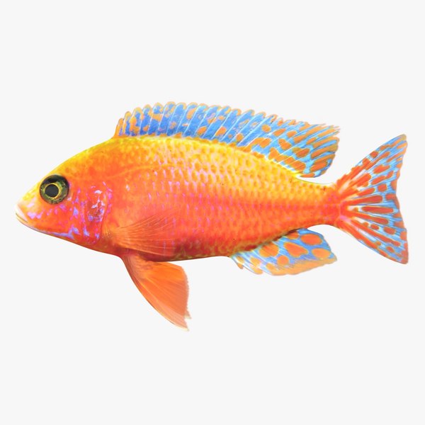 modelo 3d Cichlid De Cebra Roja - TurboSquid 1370975