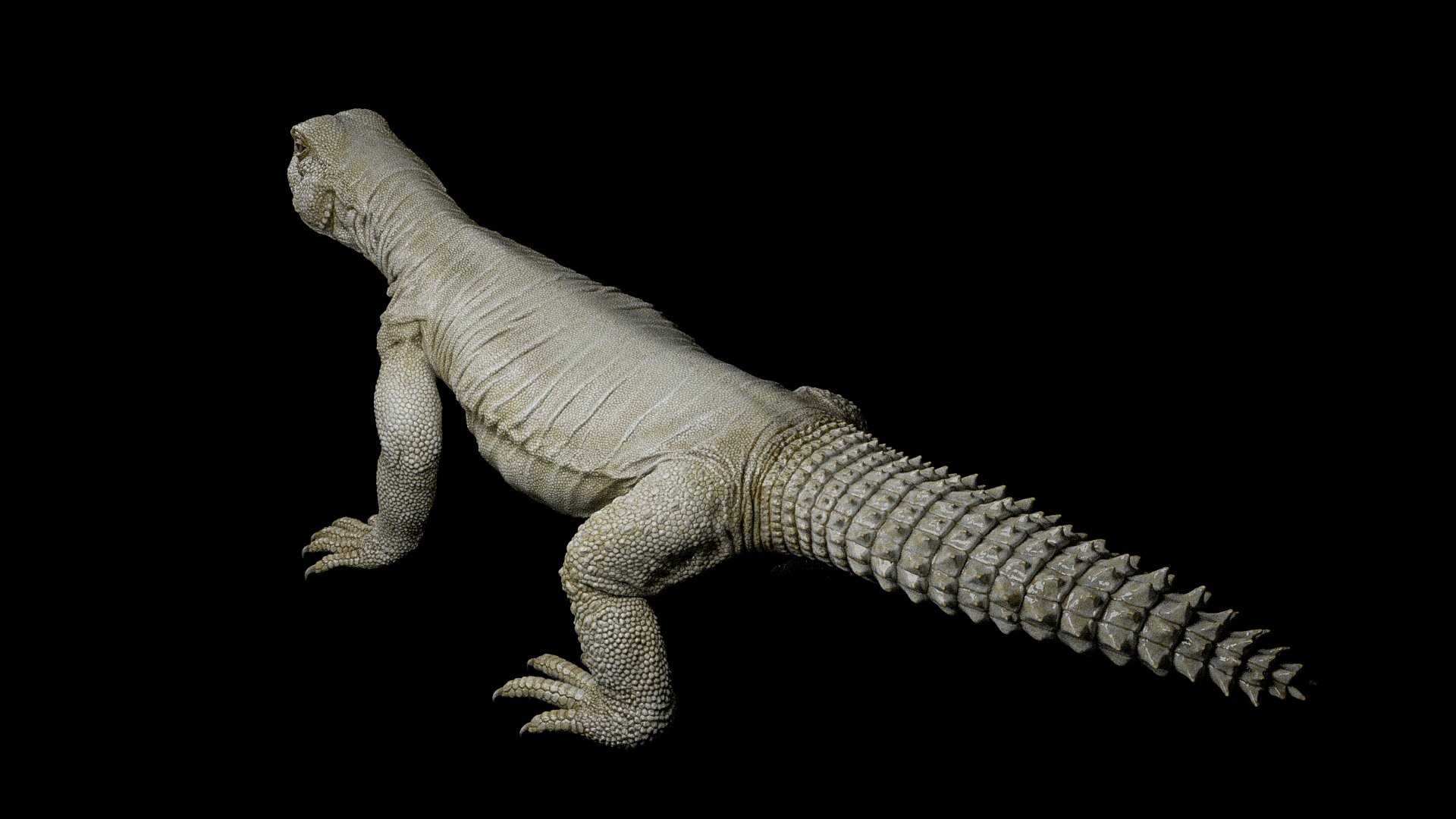 Uromastyx lizard 3D - TurboSquid 1371119