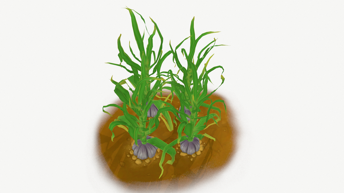 3dsmax garlic planting