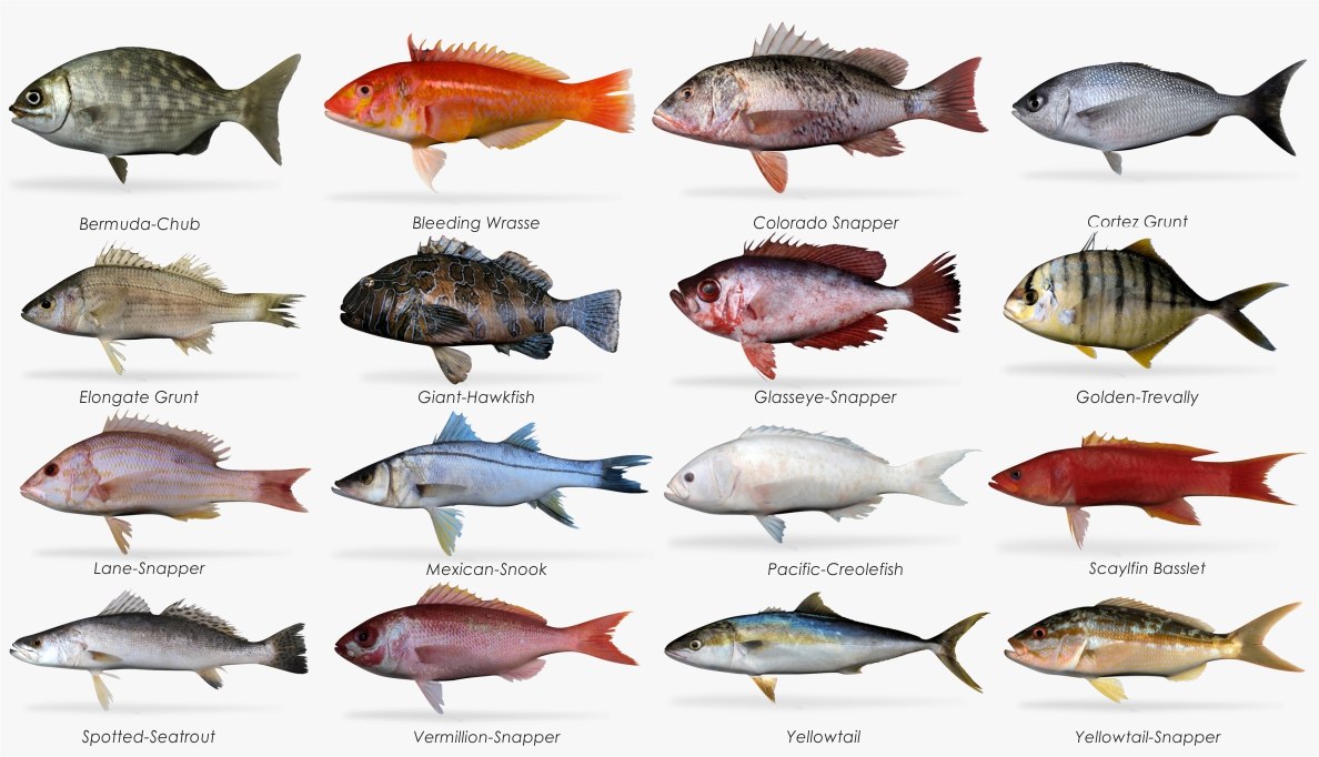 3d saltwater fish model