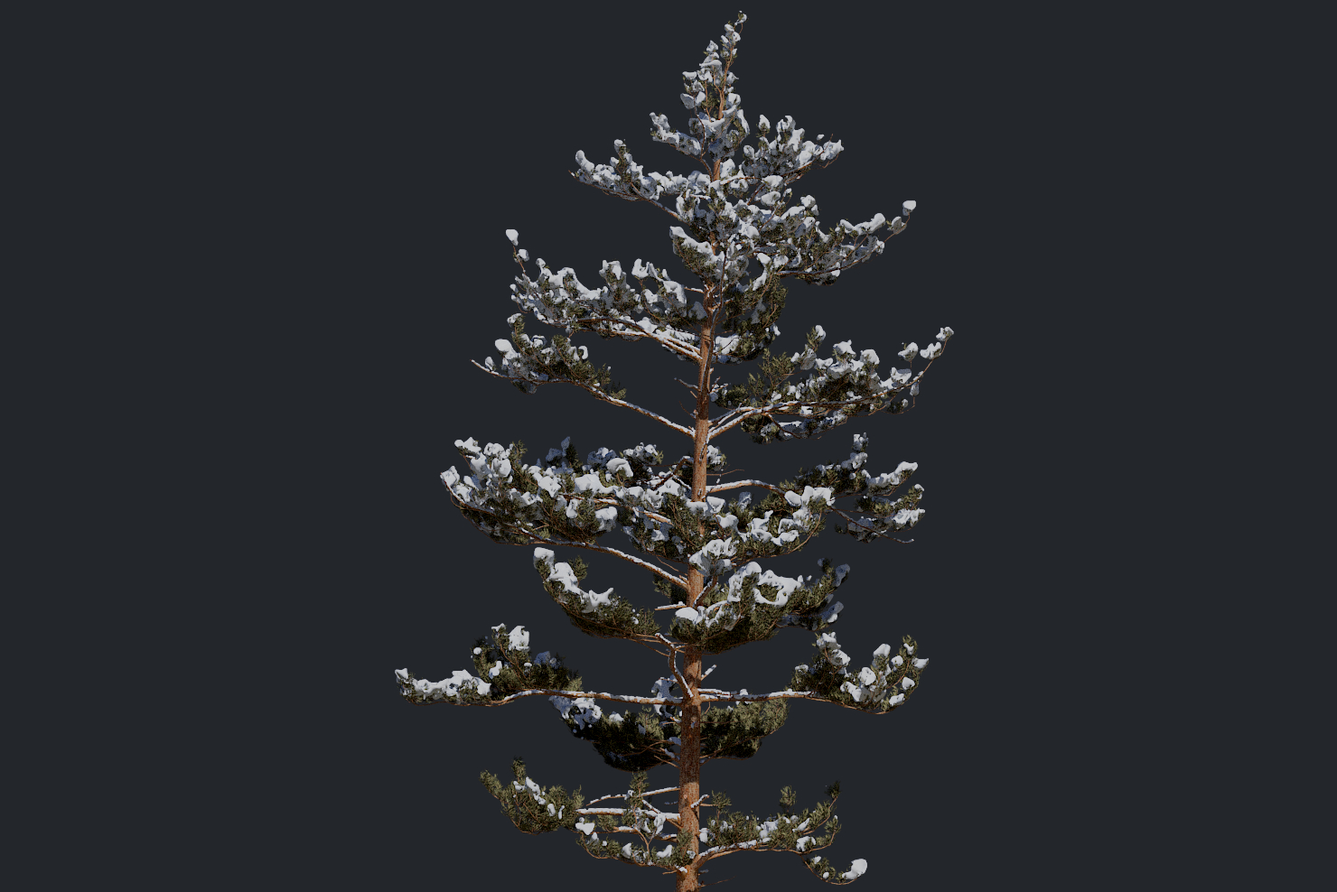 Winter pine tree pack 3D model - TurboSquid 1371614