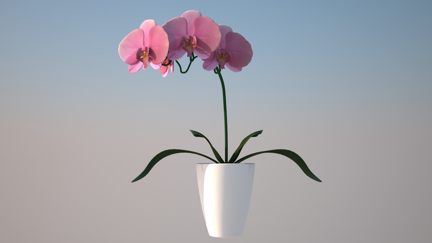 Orchid modeled 3D model - TurboSquid 1282424