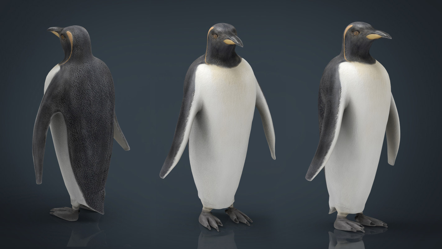 Penguin animal 3D model - TurboSquid 1372094