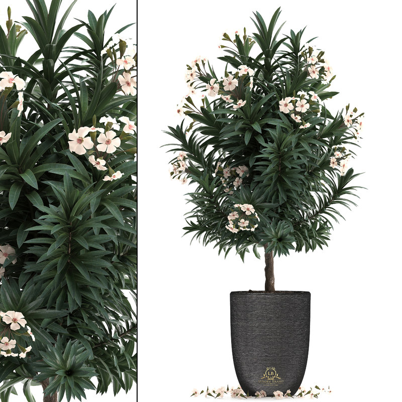 Nerium oleander 3D model - TurboSquid 1372269
