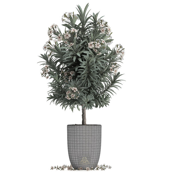 Nerium oleander 3D model - TurboSquid 1372269