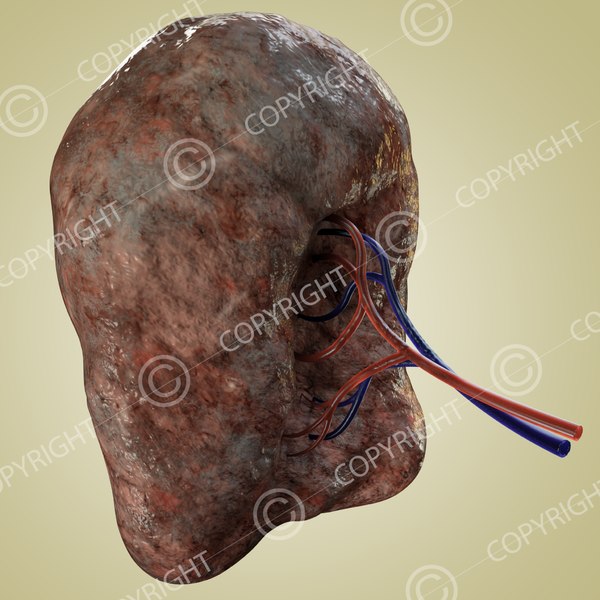 Immune System 3D Models for Download | TurboSquid