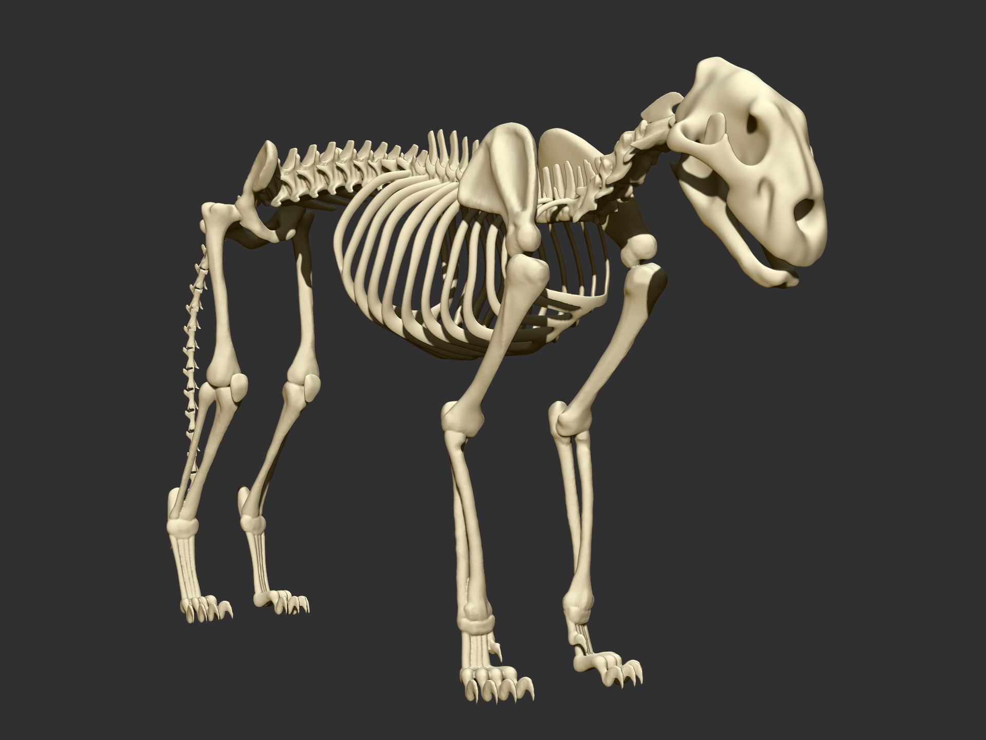 3D model lion anatomy muscles skeleton animal - TurboSquid 1372745