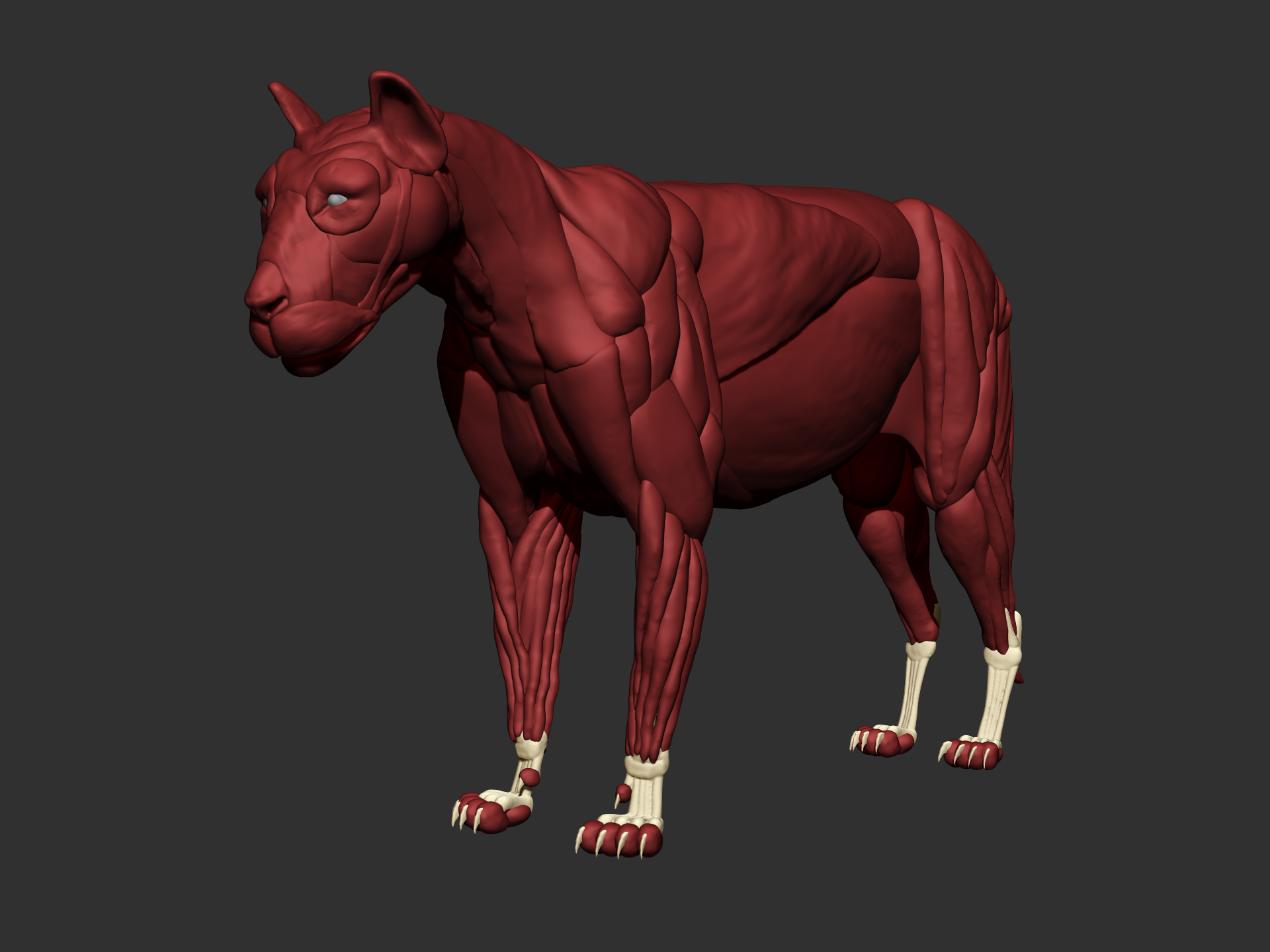 3D model lion anatomy muscles skeleton animal - TurboSquid 1372745