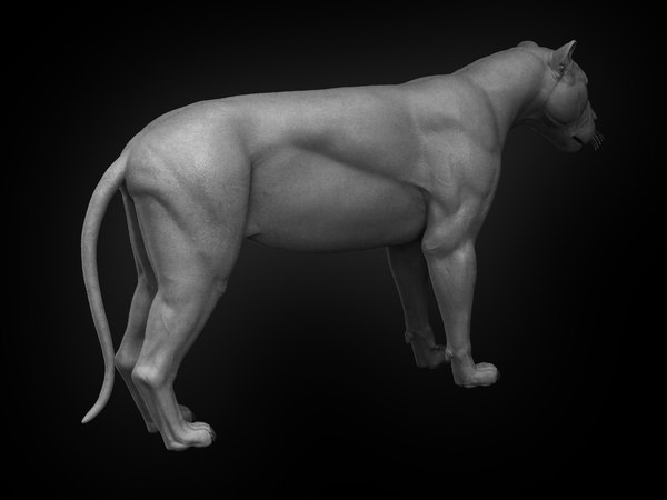 3D model lion anatomy muscles skeleton animal - TurboSquid 1372745