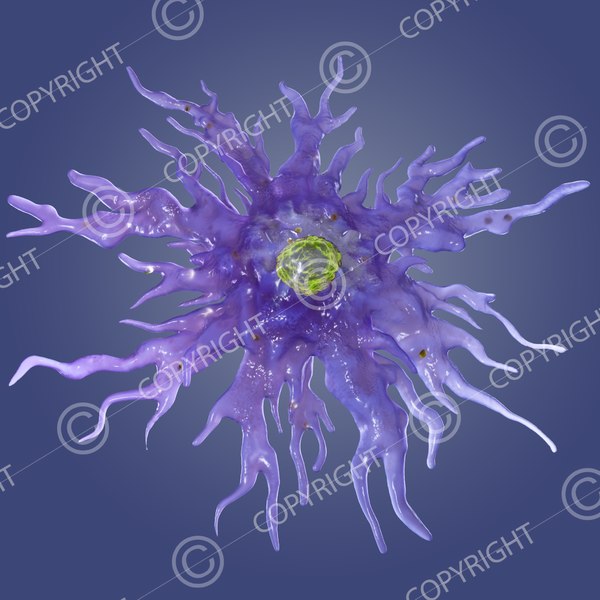 fibroblast cell 3d model