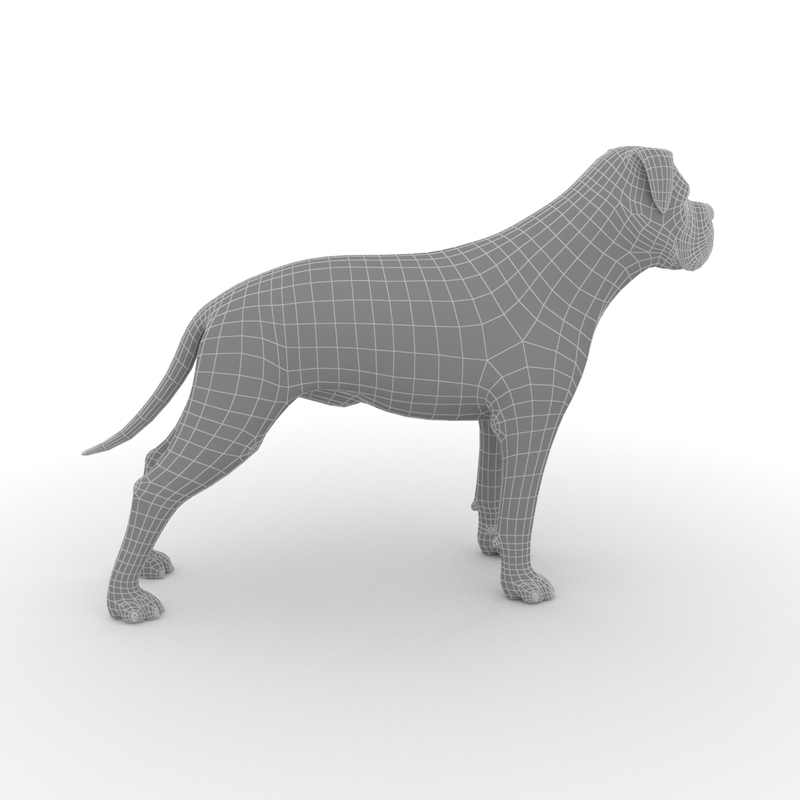 3D american bulldog - TurboSquid 1365571