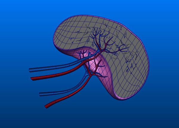 3D spleen section - TurboSquid 1346323