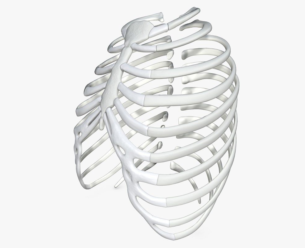 3D rib cage modeled model - TurboSquid 1374246