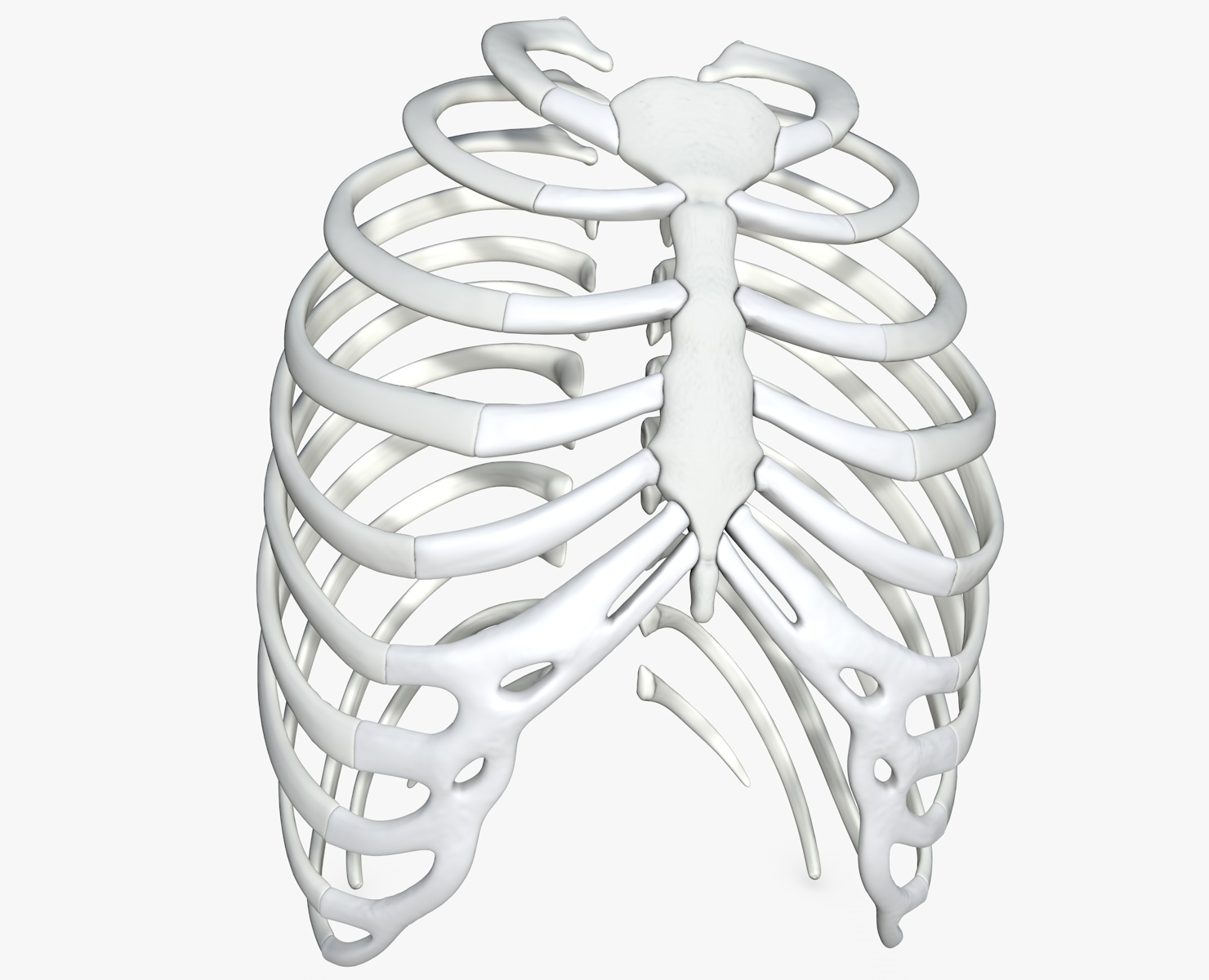 3D rib cage modeled model - TurboSquid 1374246