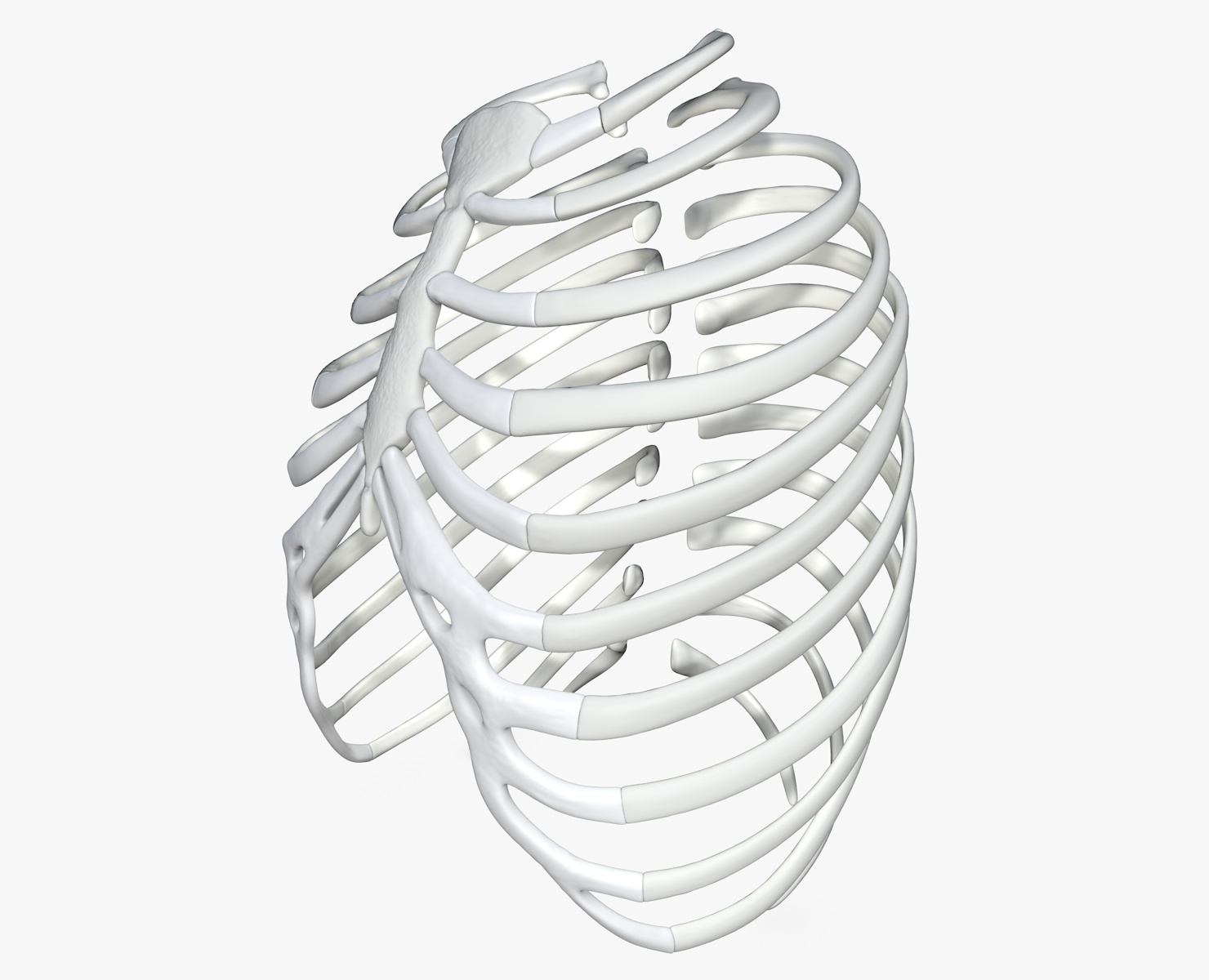 3D rib cage modeled model - TurboSquid 1374246
