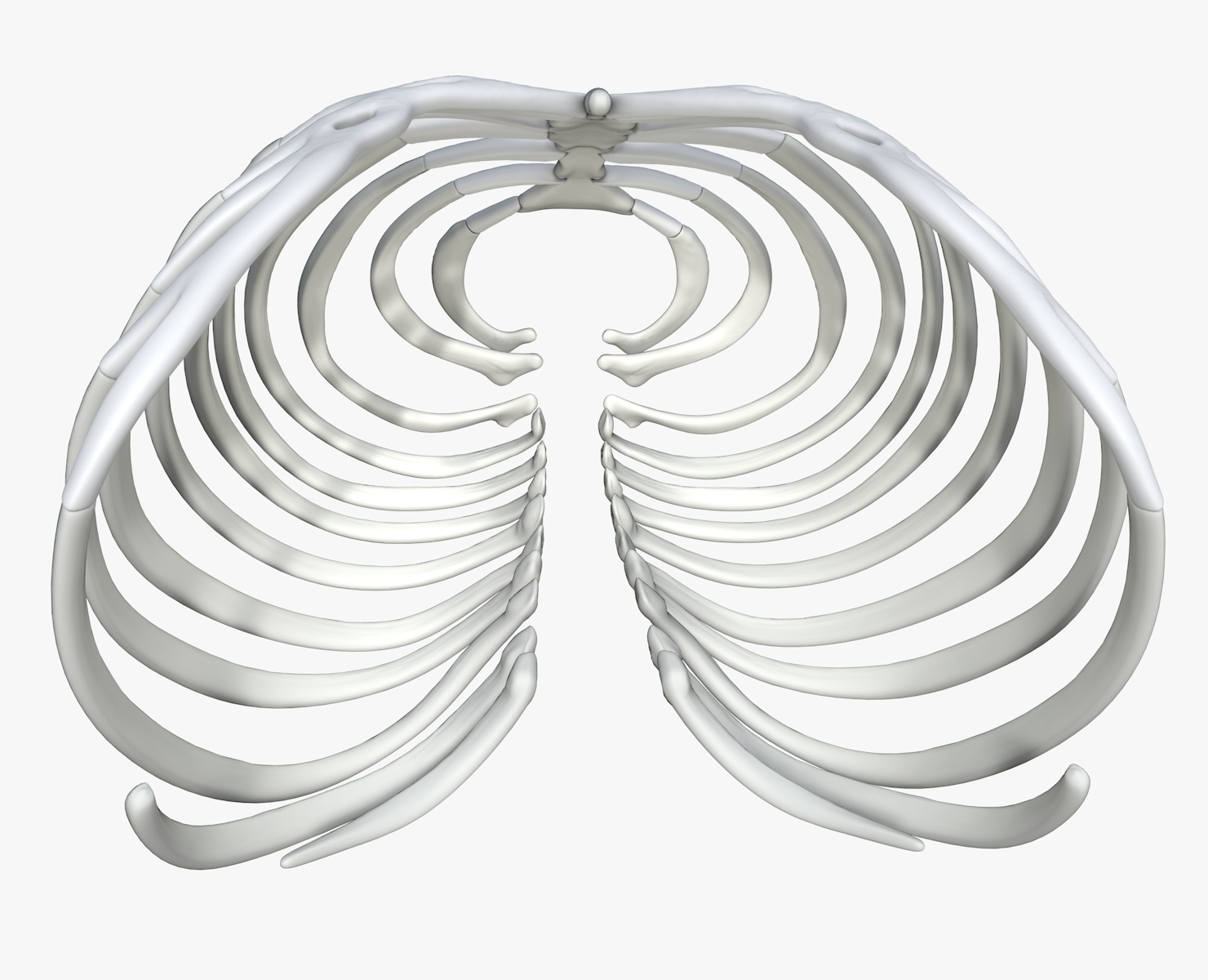3D rib cage modeled model - TurboSquid 1374246