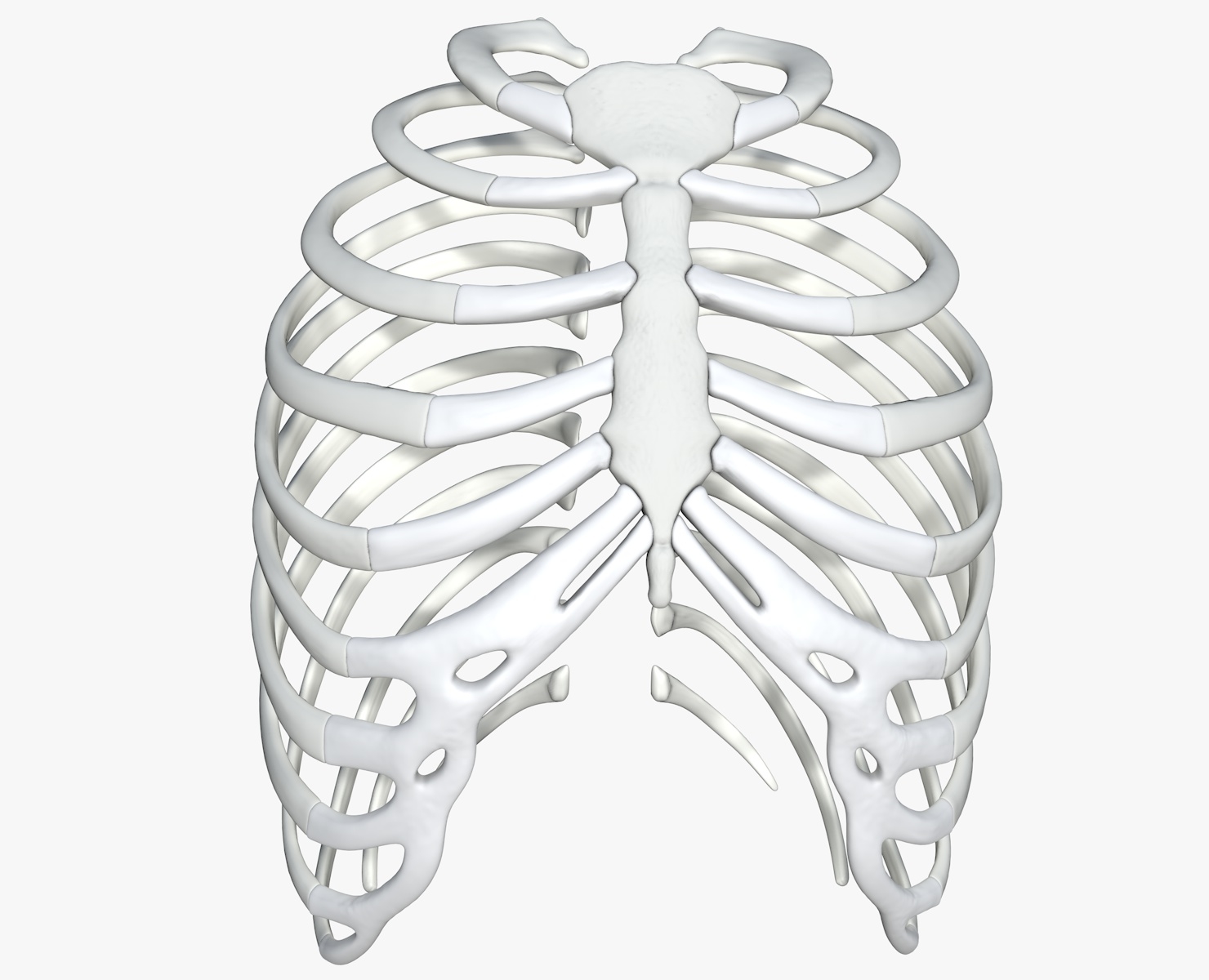 modèle 3D de Modèle 3D cage thoracique sans texture - TurboSquid 1374246