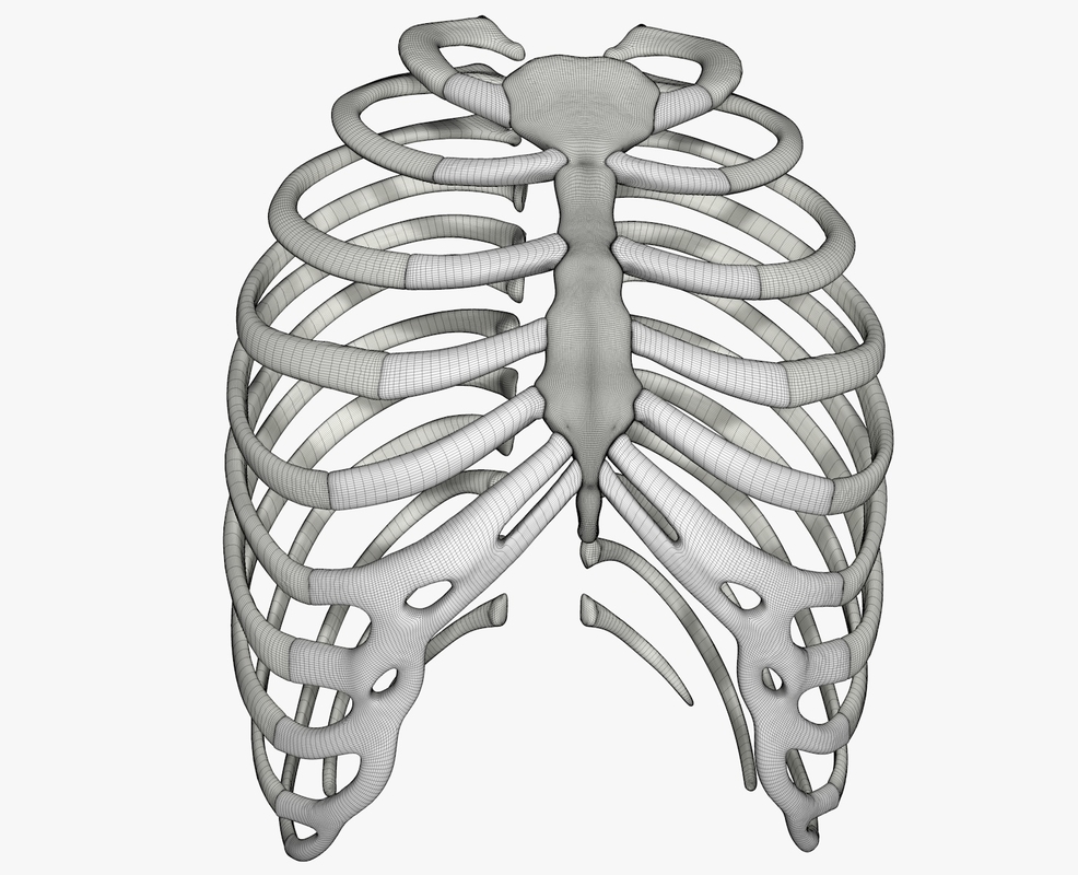 3D rib cage modeled model - TurboSquid 1374246
