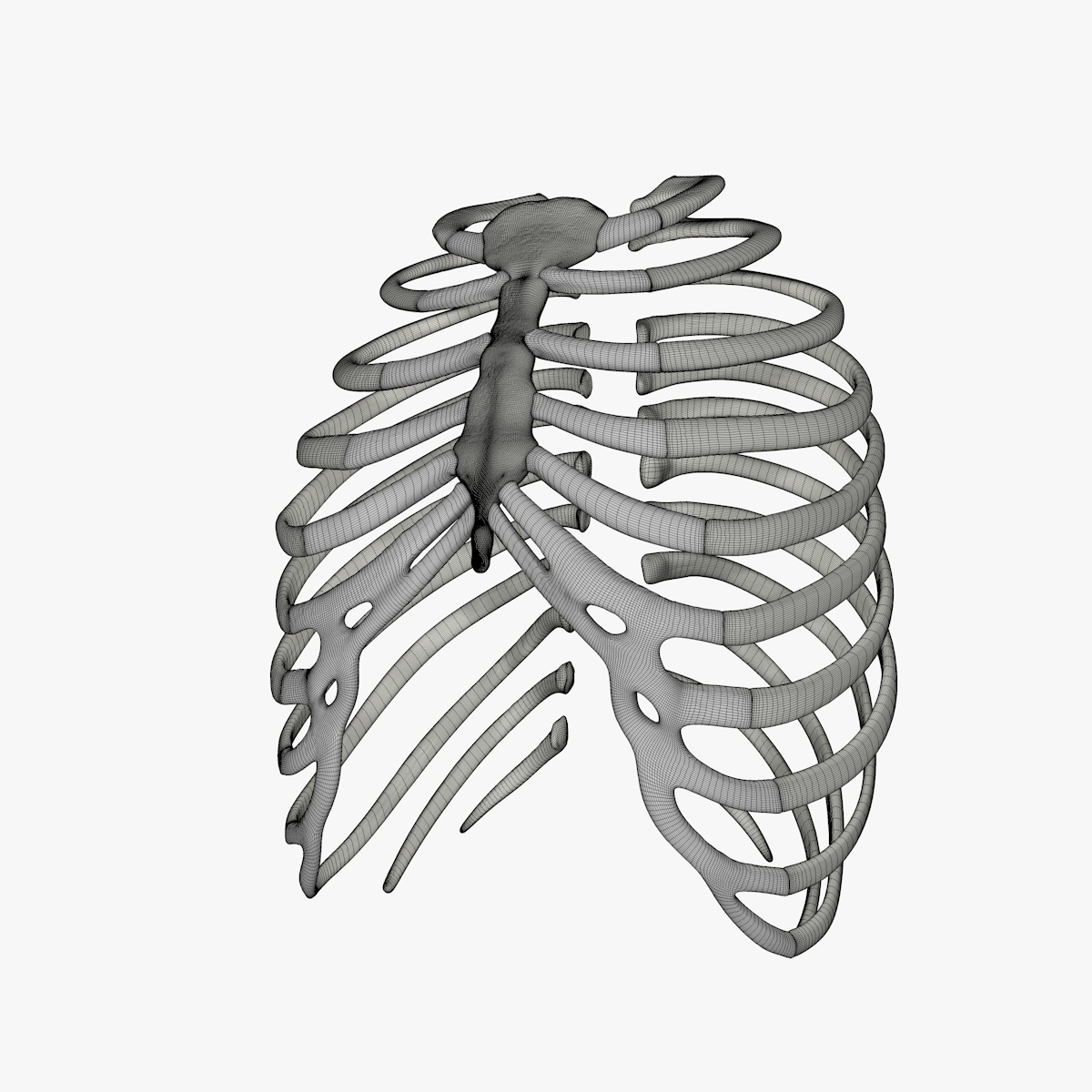 modèle 3D de Modèle 3D cage thoracique sans texture - TurboSquid 1374246