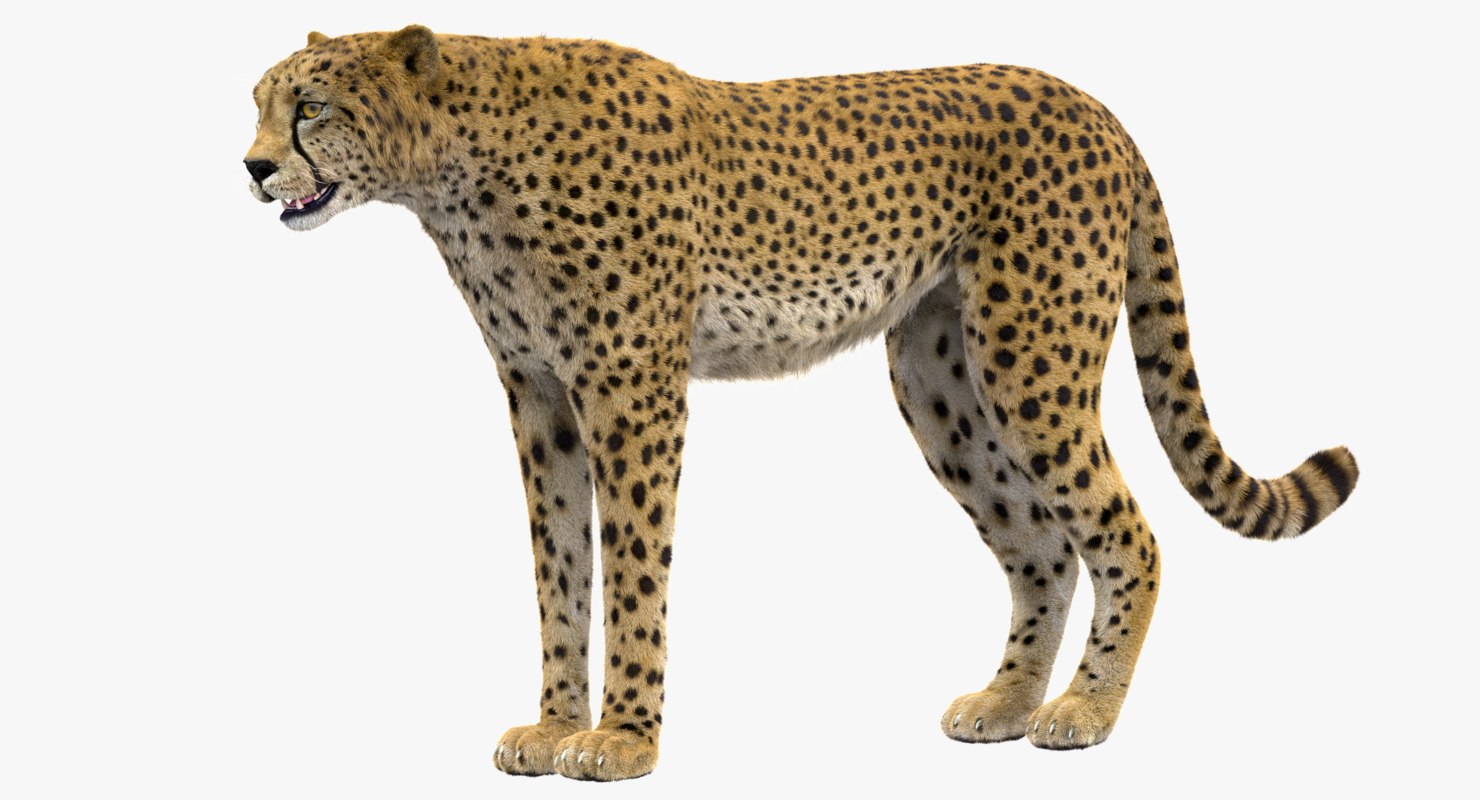 3D model cheetah rigged fur - TurboSquid 1374289