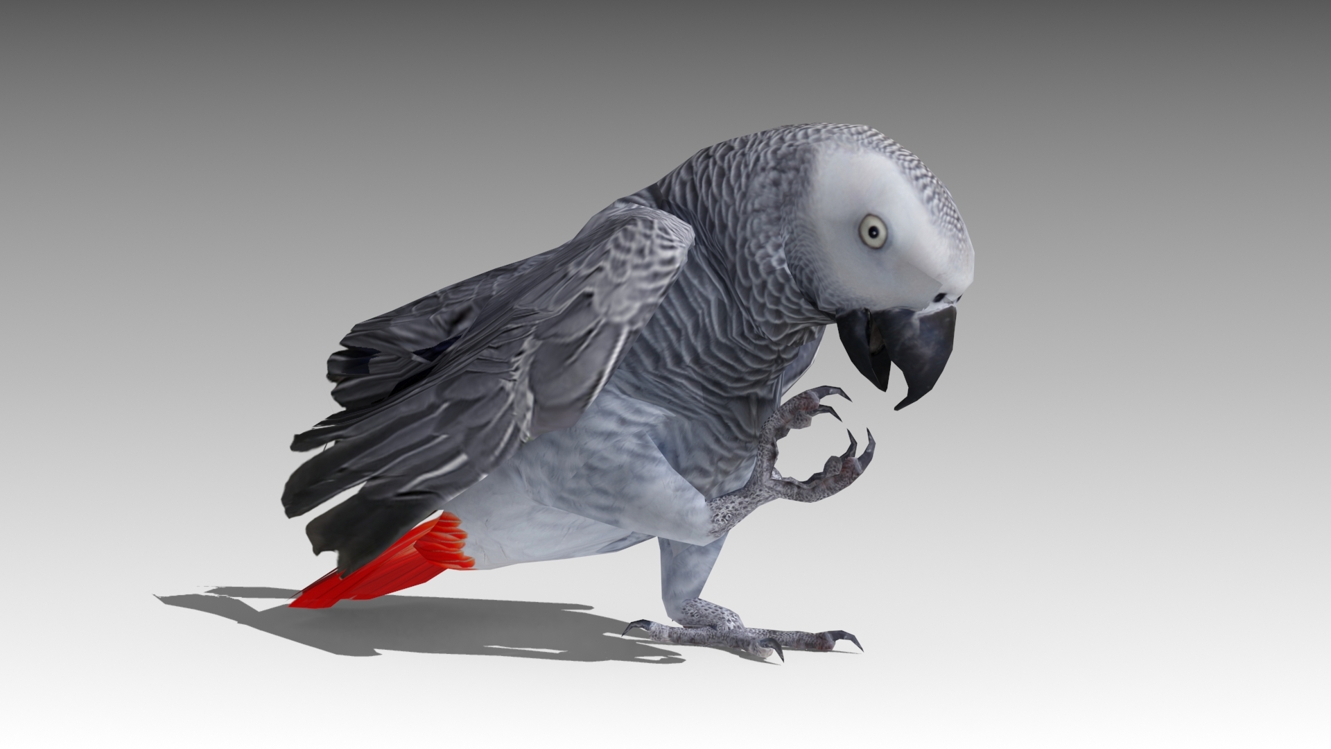 Papagaio cinzento animado Modelo 3D - TurboSquid 1159380