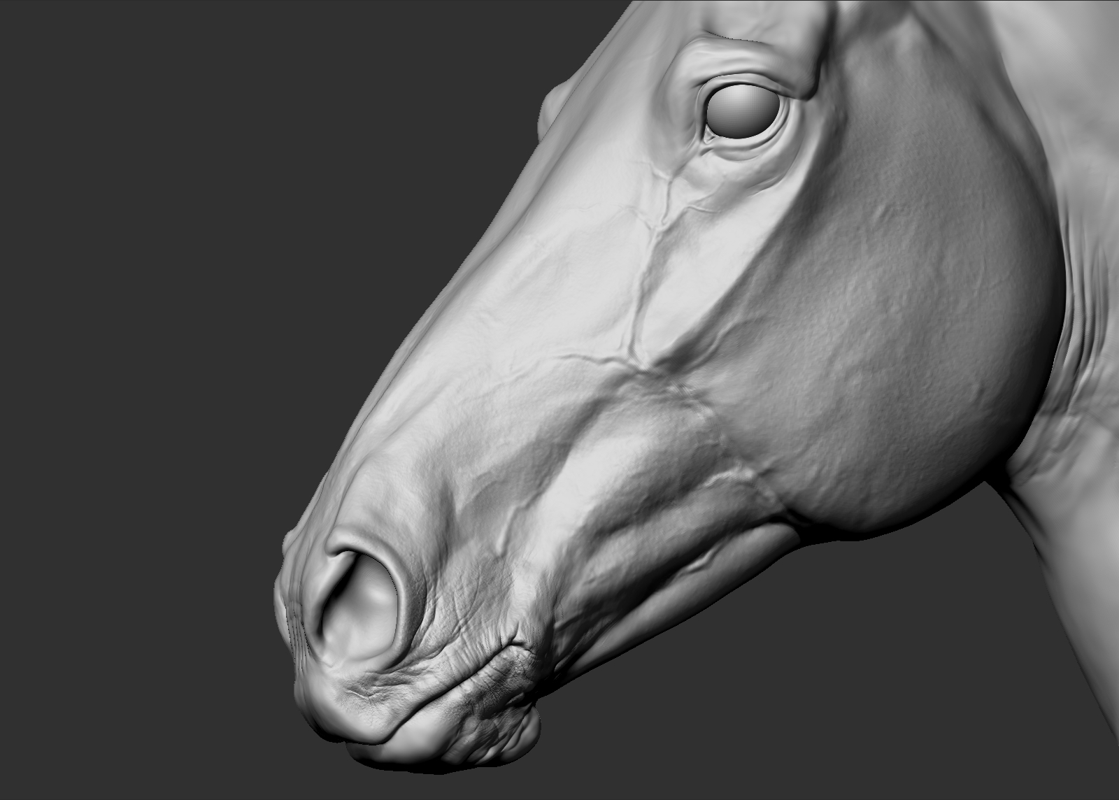Horse head v2 3D model - TurboSquid 1375470