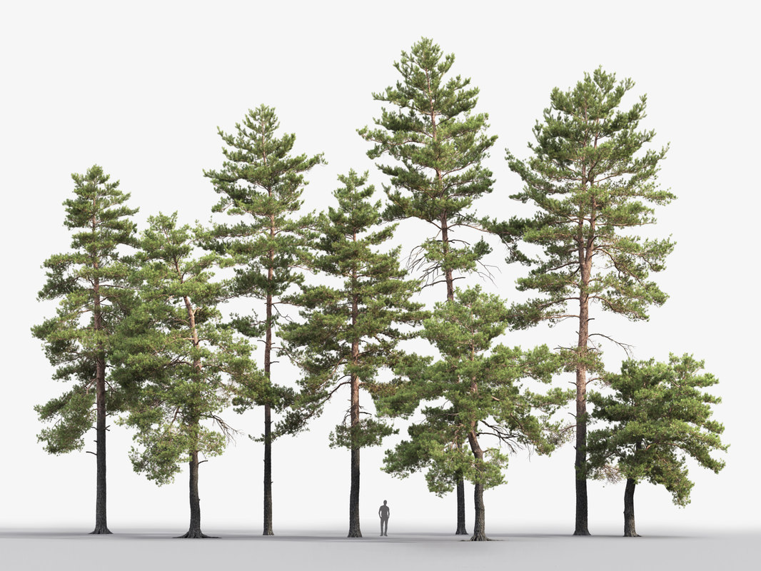 3D pack realistic pines - TurboSquid 1375515