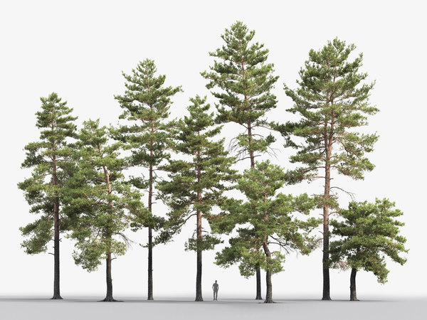 3d max pine tree