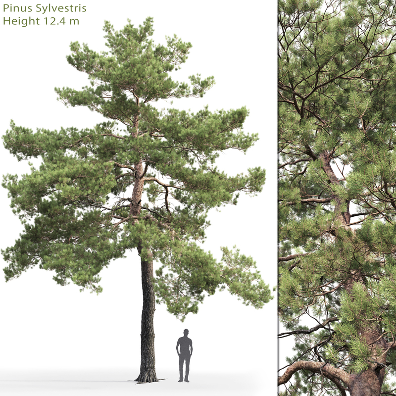 3D pack realistic pines - TurboSquid 1375515