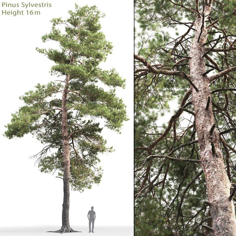 3D pack realistic pines - TurboSquid 1375515