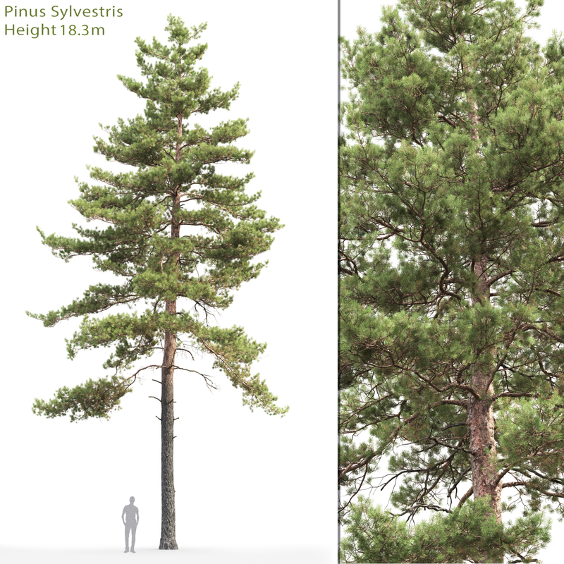 3D pack realistic pines - TurboSquid 1375515