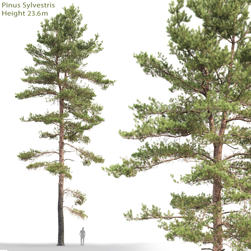 3D pack realistic pines - TurboSquid 1375515