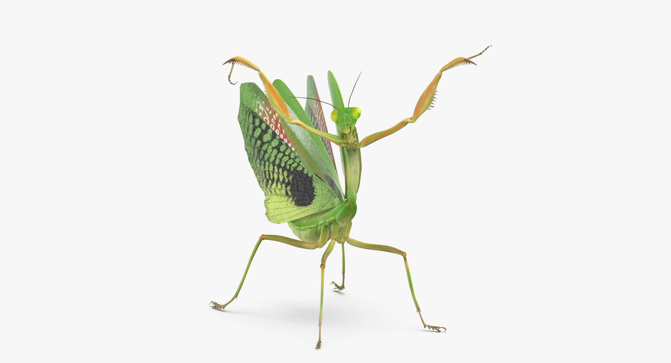 3D model praying mantis attacking - TurboSquid 1375535