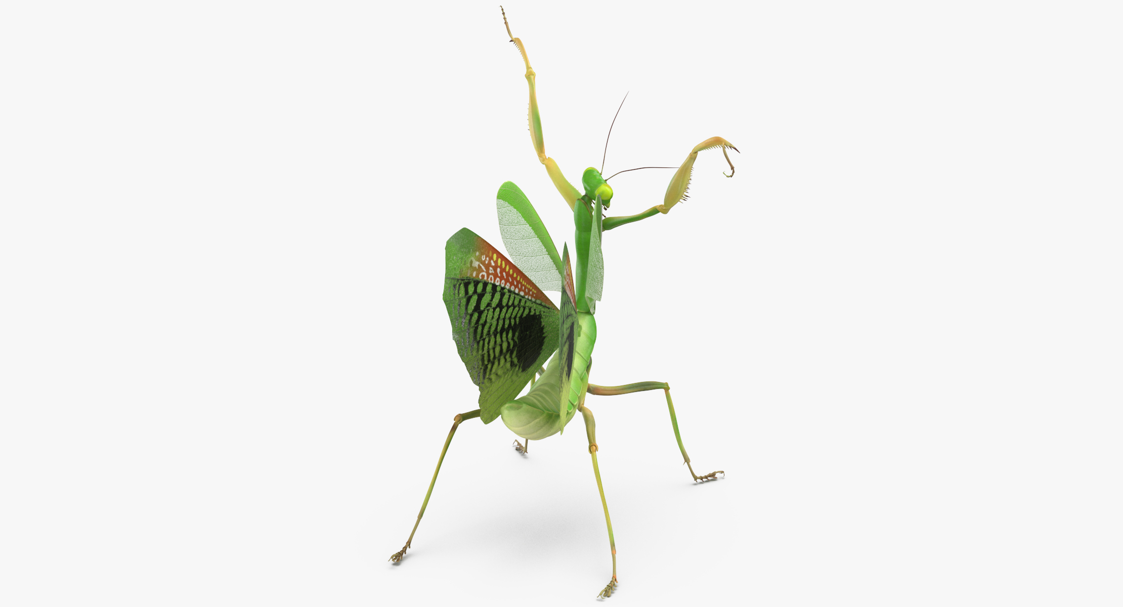 3D model praying mantis rigged - TurboSquid 1375525
