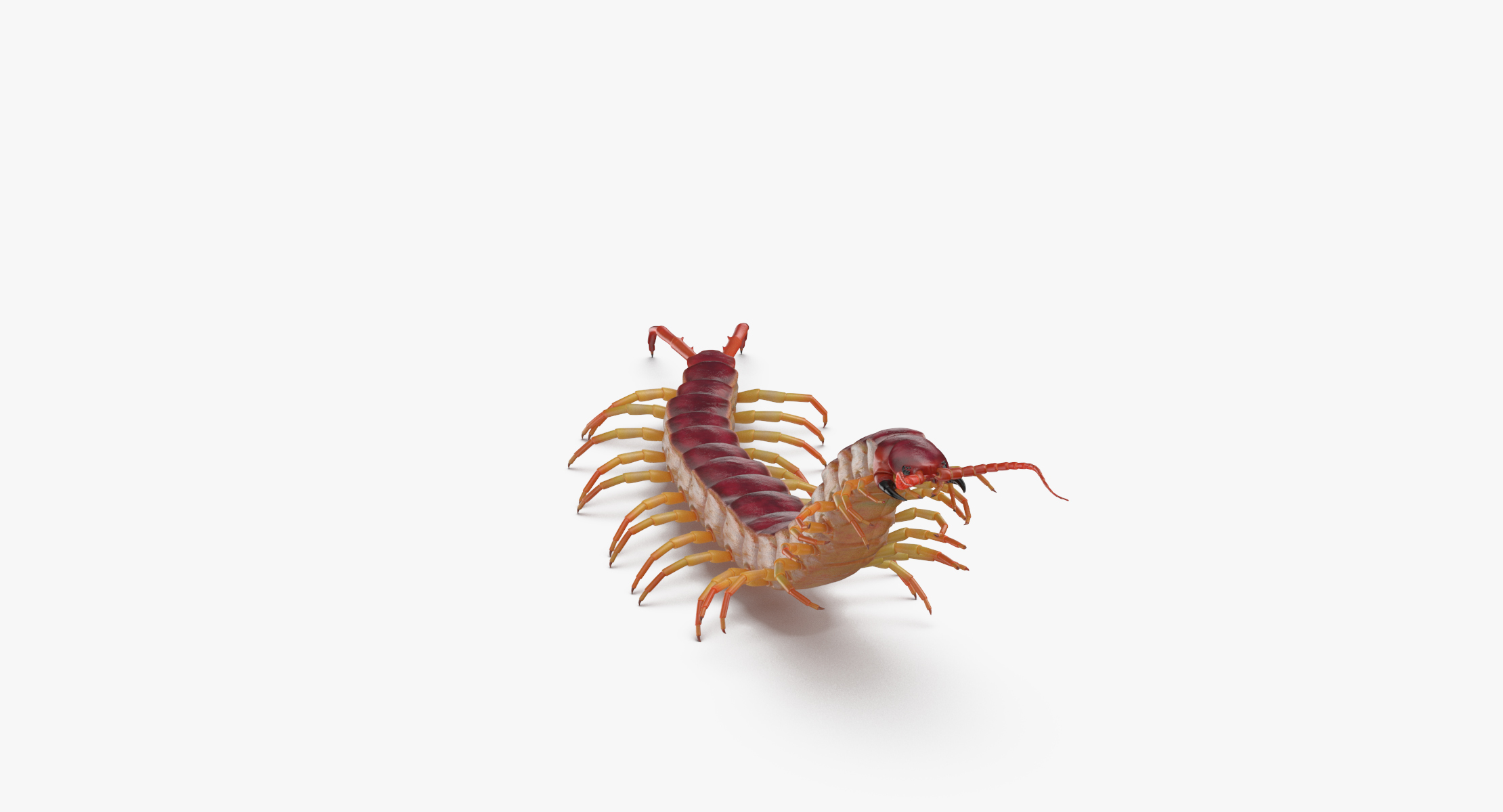3D centipede standing model - TurboSquid 1375569
