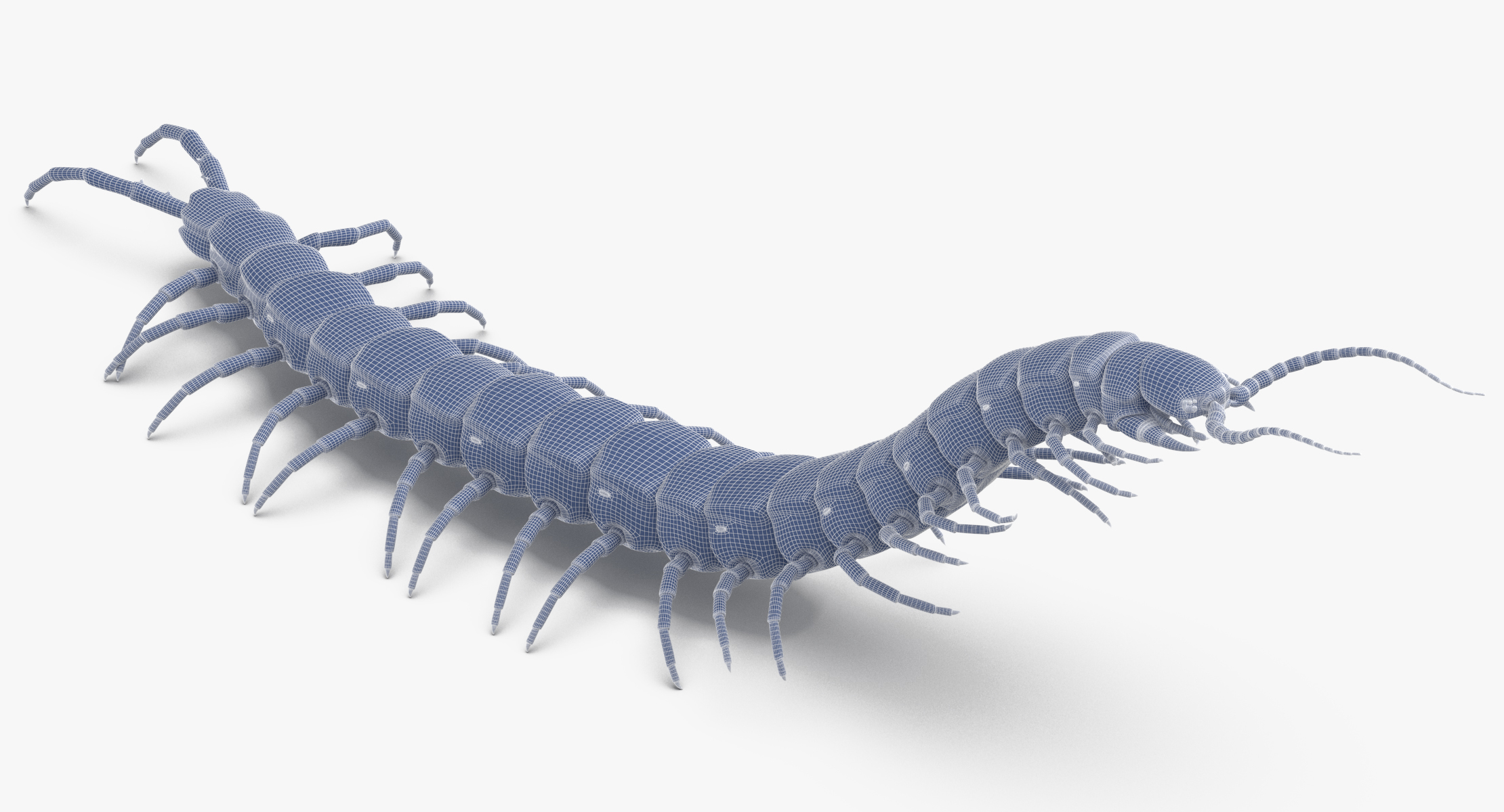3D centipede standing model - TurboSquid 1375569