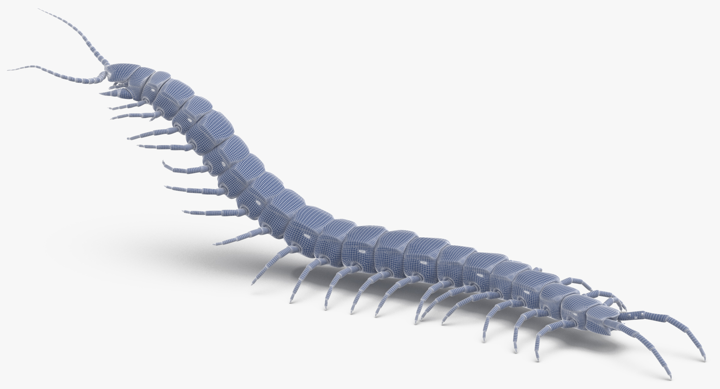 3D centipede standing model - TurboSquid 1375569