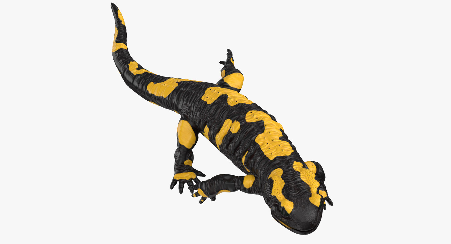 3D salamander running model - TurboSquid 1375615