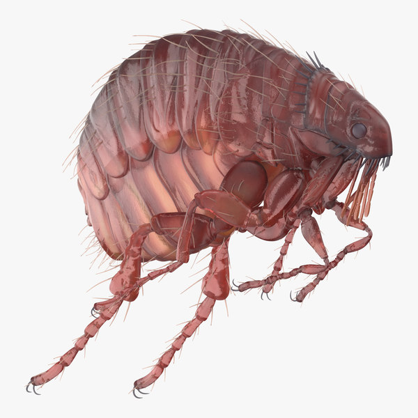 Head louse male model - TurboSquid 1422998