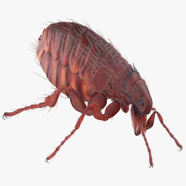 Flea 3D Models for Download | TurboSquid