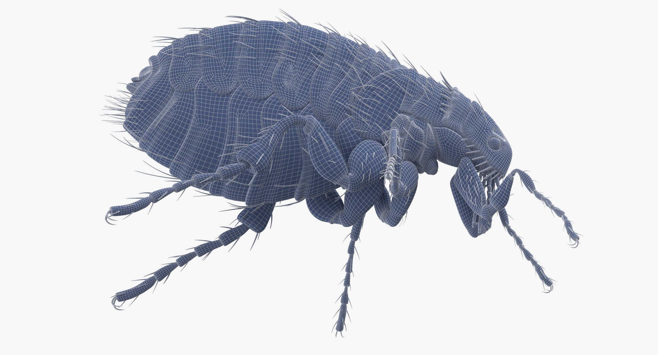 3D flea standing - TurboSquid 1375624