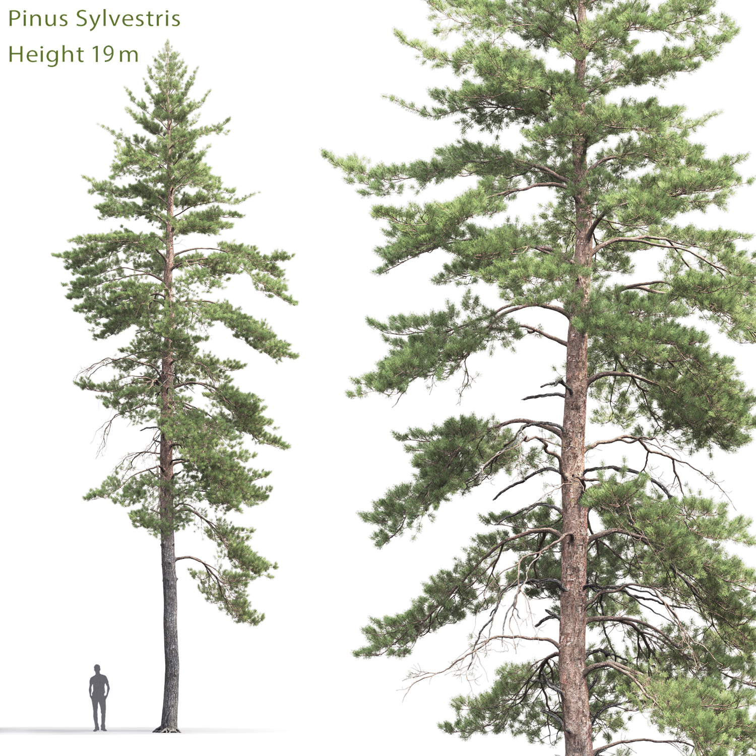 3D model pack realistic pines - TurboSquid 1375786