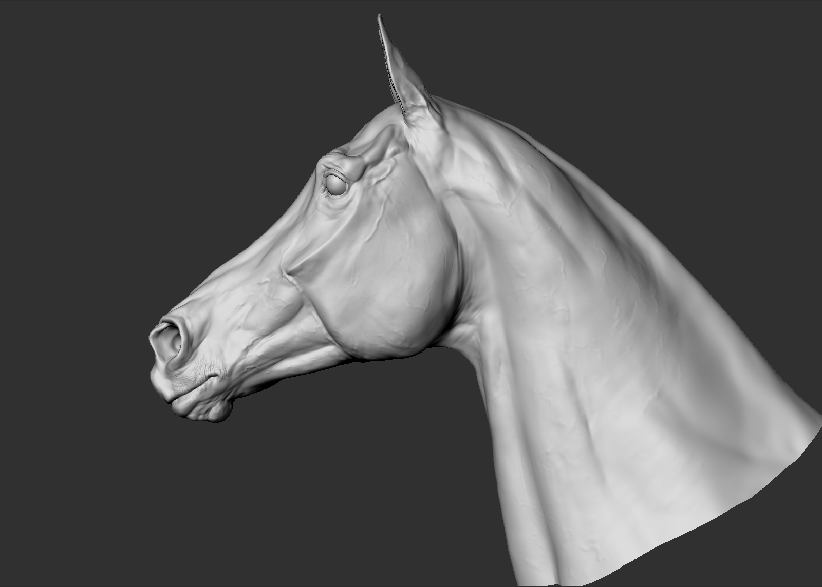 Race horse head v2 3D model - TurboSquid 1375513