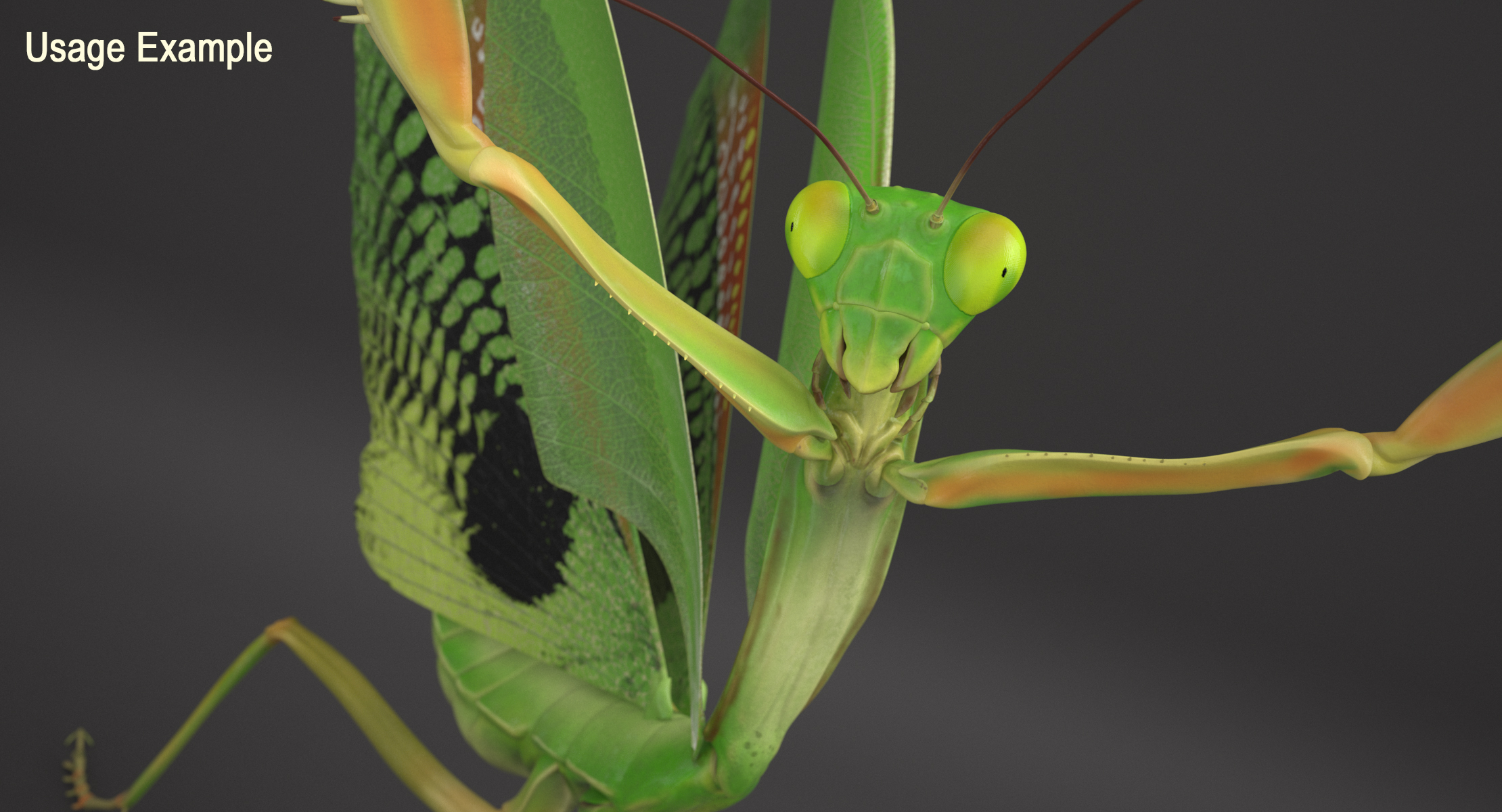 3D model praying mantis attacking - TurboSquid 1375535