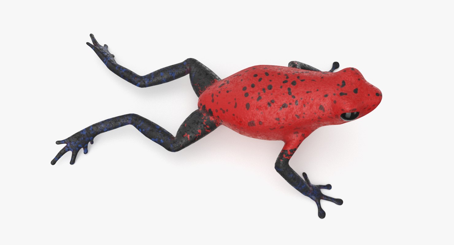 Strawberry poison dart frog 3D model - TurboSquid 1376188