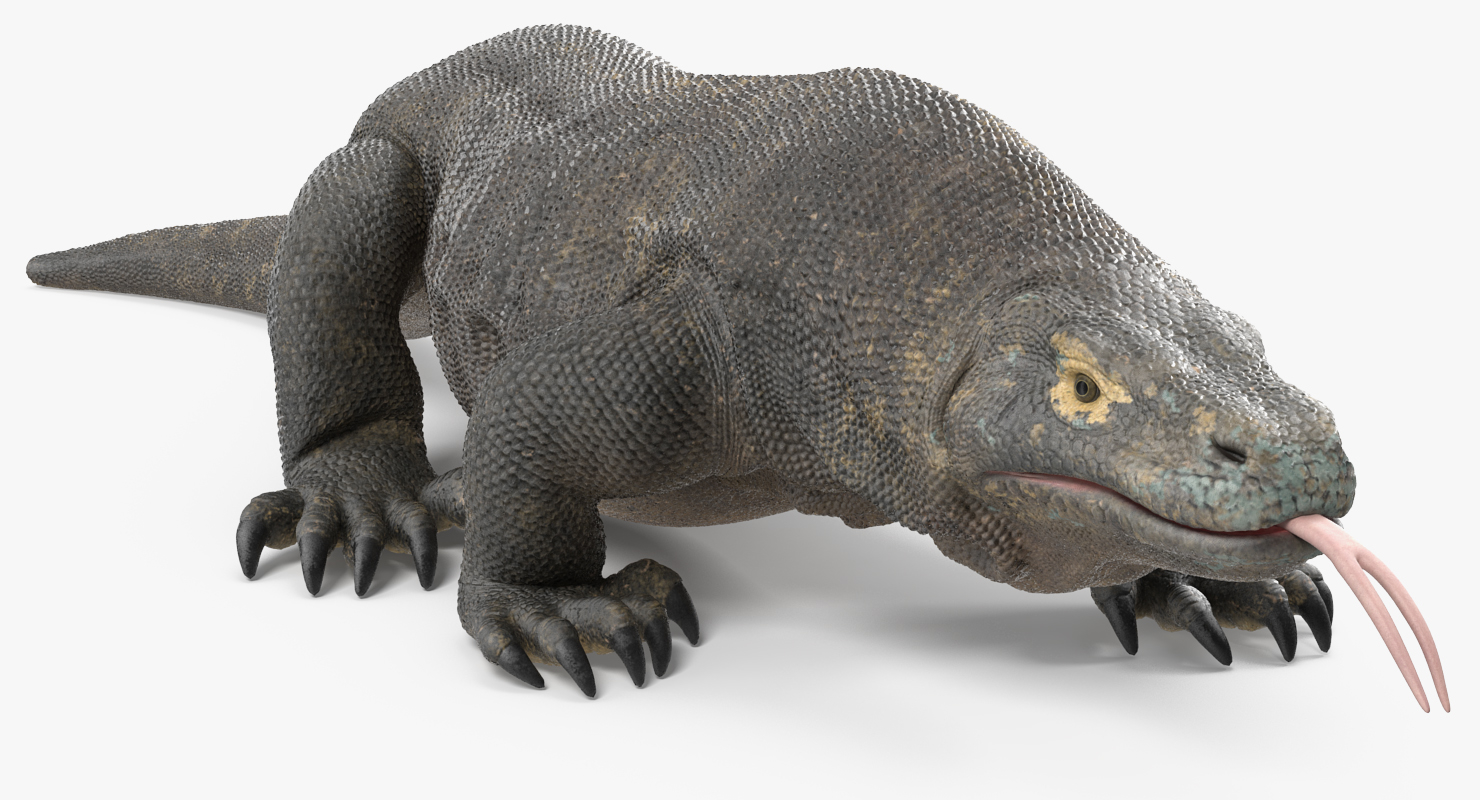 3D model komodo dragon rigged - TurboSquid 1403705