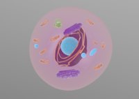 3D Lysosome Models | TurboSquid