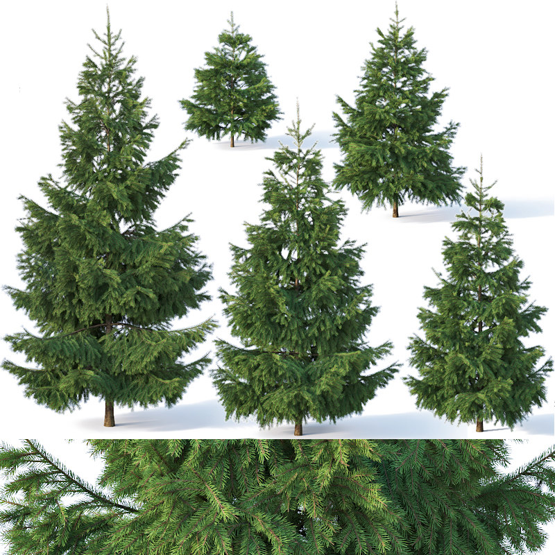 Fir trees 3D model - TurboSquid 1376783