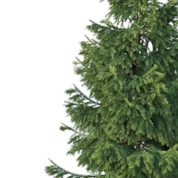 Fir trees 3D model - TurboSquid 1376783