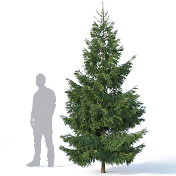 Fir trees 3D model - TurboSquid 1376783